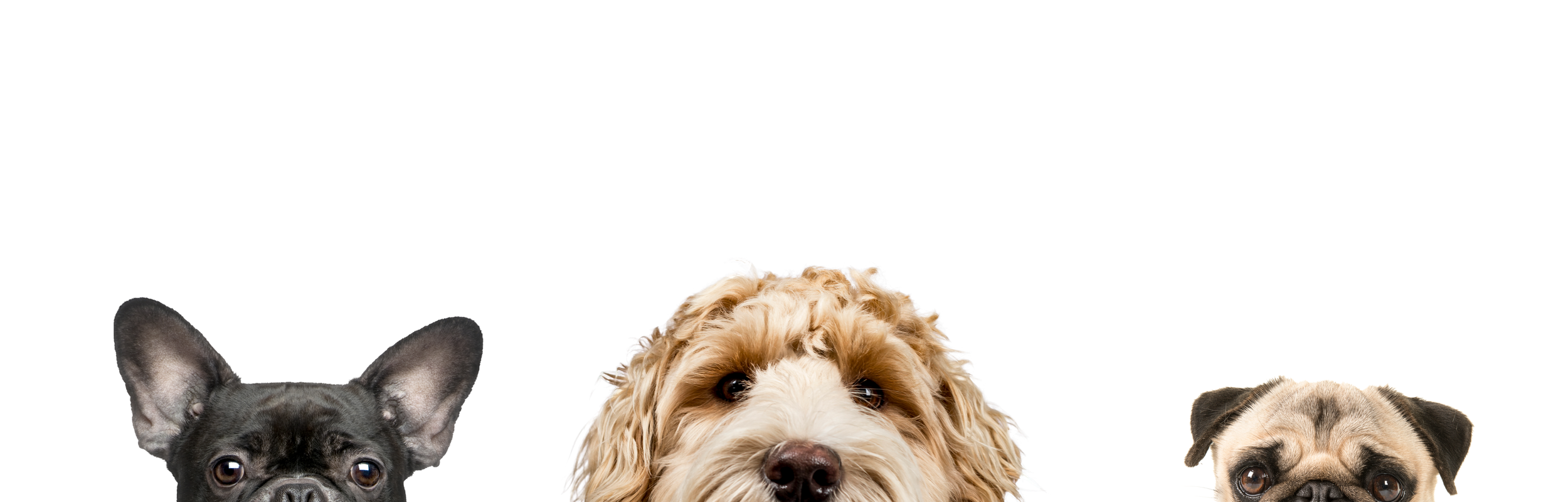 Central Bark — Dog Daycare Calgary