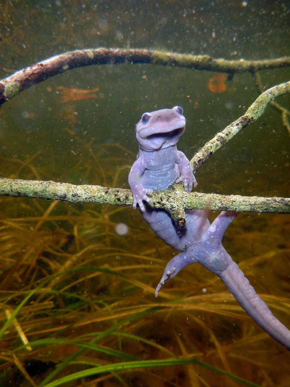 Climate Change Refugia