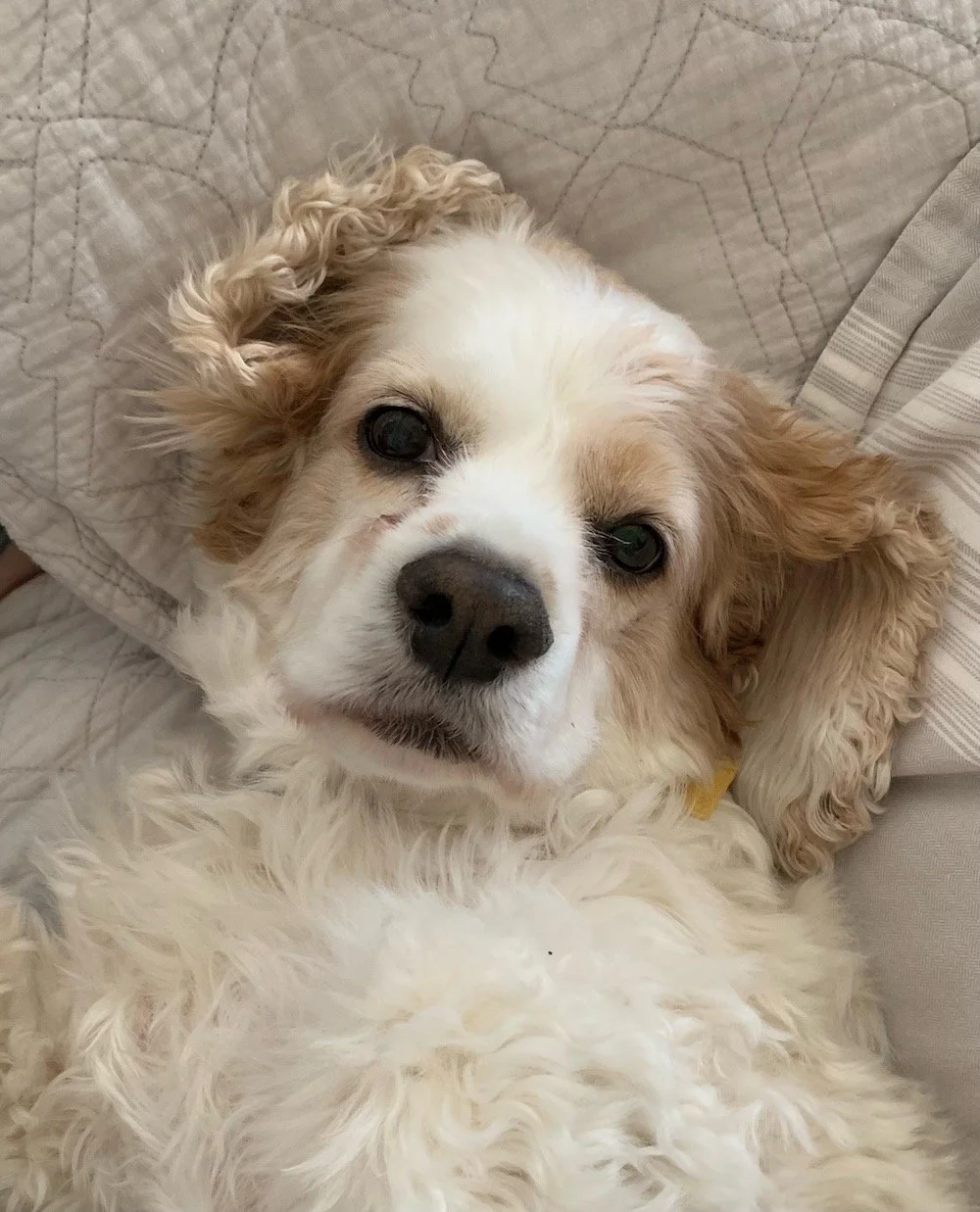 CooteCare Counseling