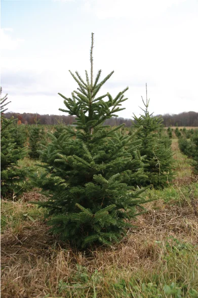 Tannenbaum Farms