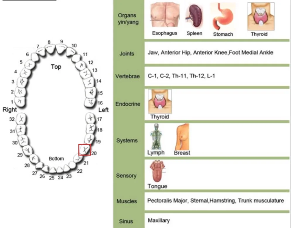 Toxic teeth — ReBoot Health