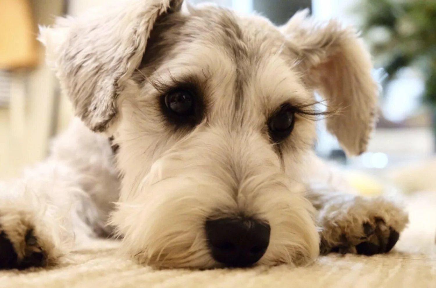 What Breed Of Dog Has The Longest Eyelashes