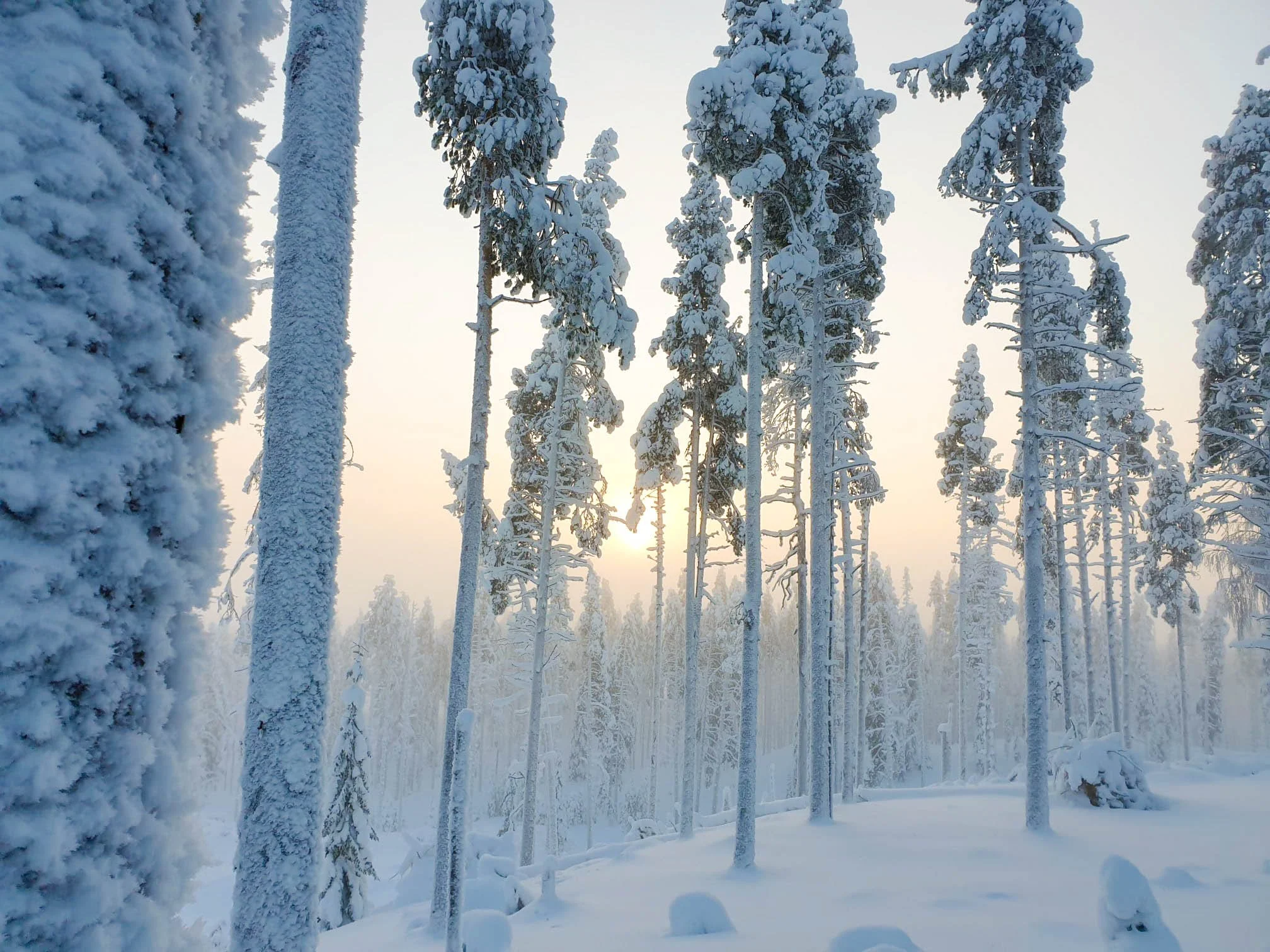 Gutsy Girls | Snowshoeing Expedition Holiday Finland