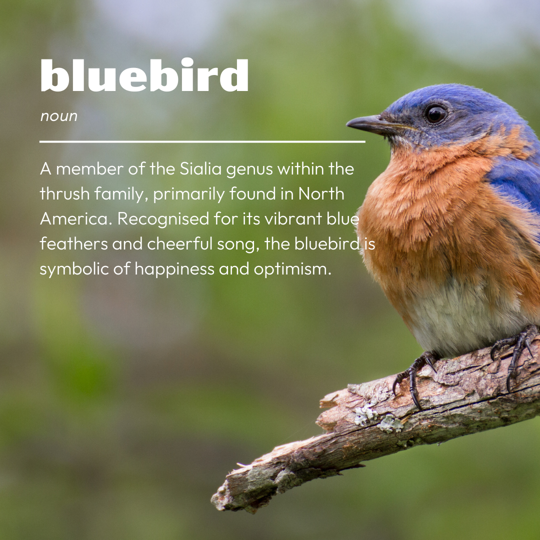 Snowshoeing | Bluebird Skies — Gutsy Girls