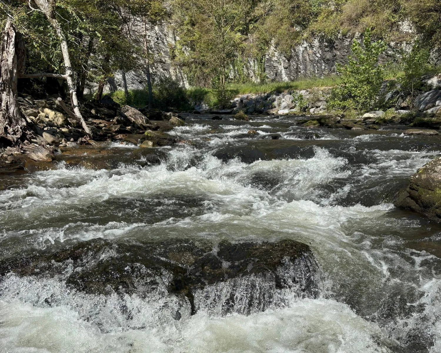 The River — Little River Watershed Association