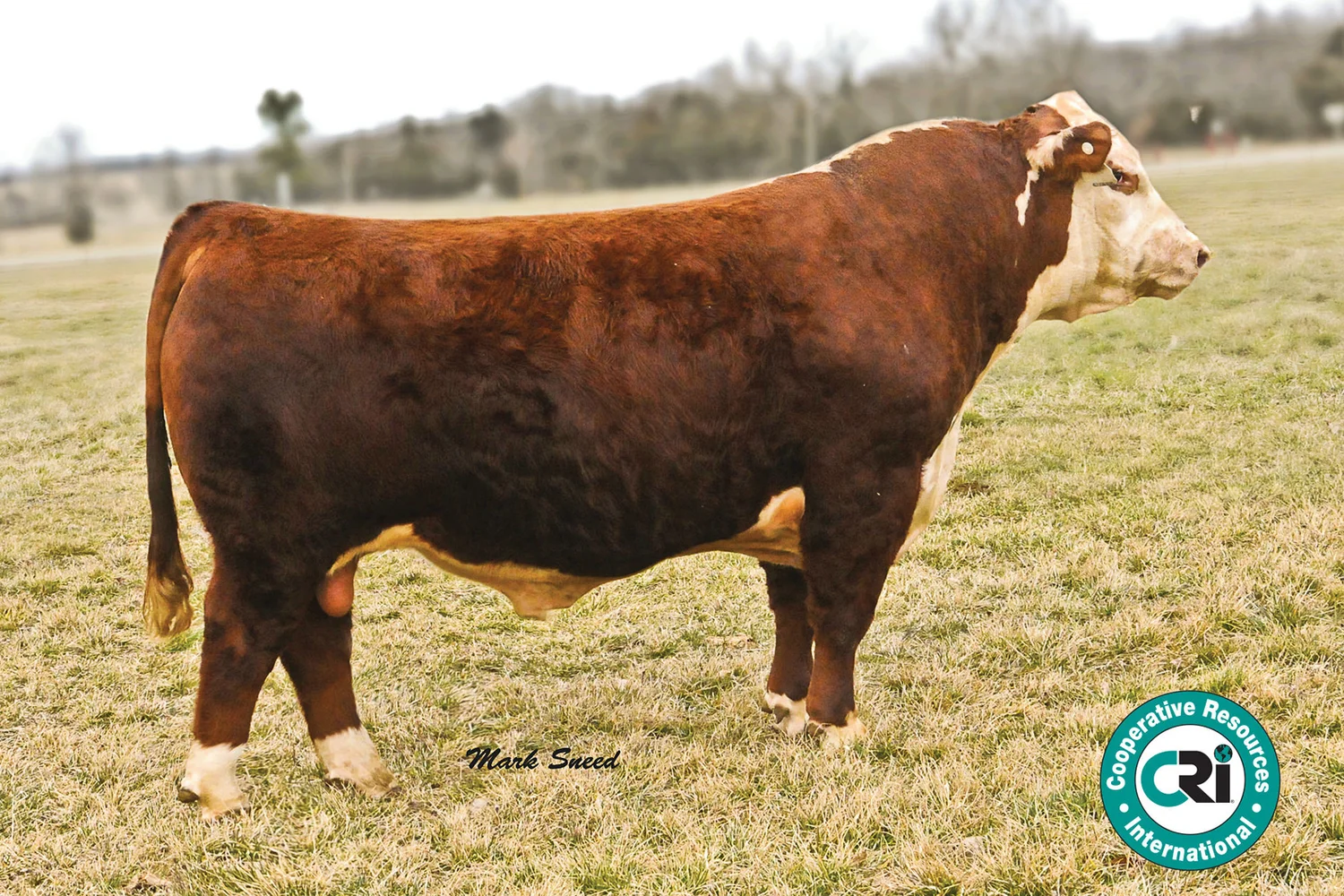 Herd Sires — Topp Herefords