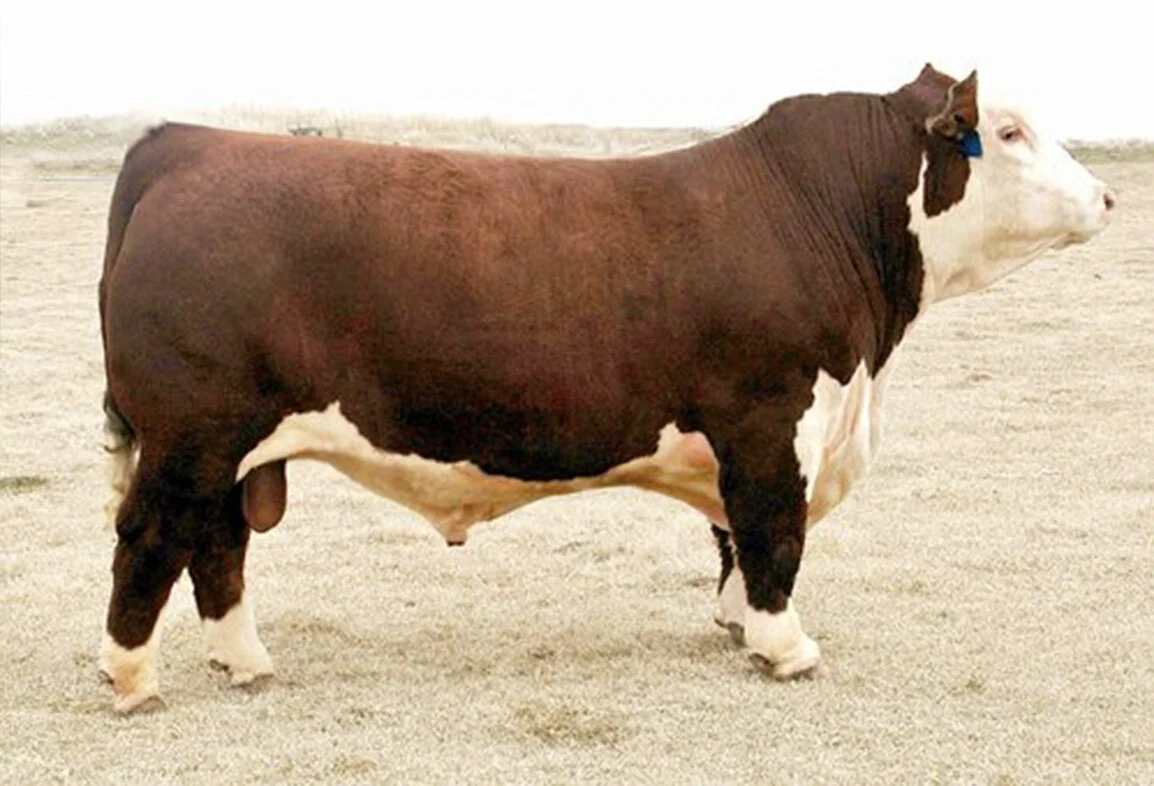 Herd Sires — Topp Herefords