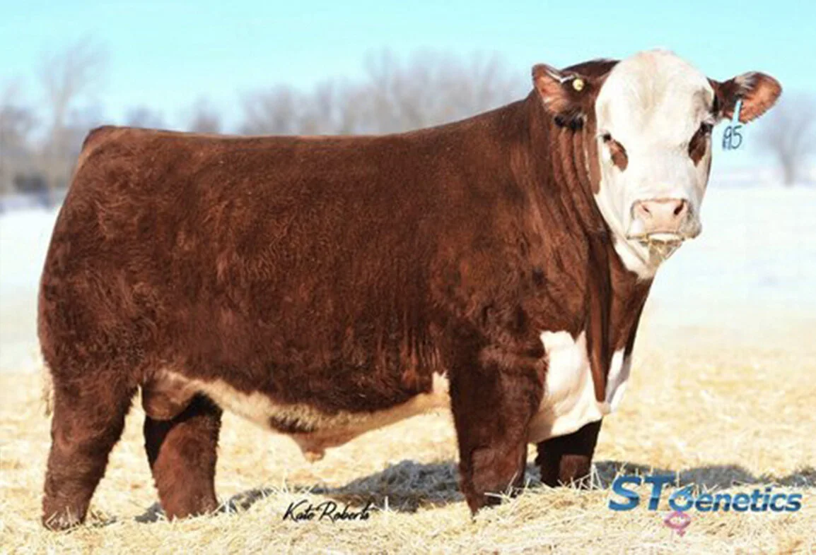 Herd Sires — Topp Herefords
