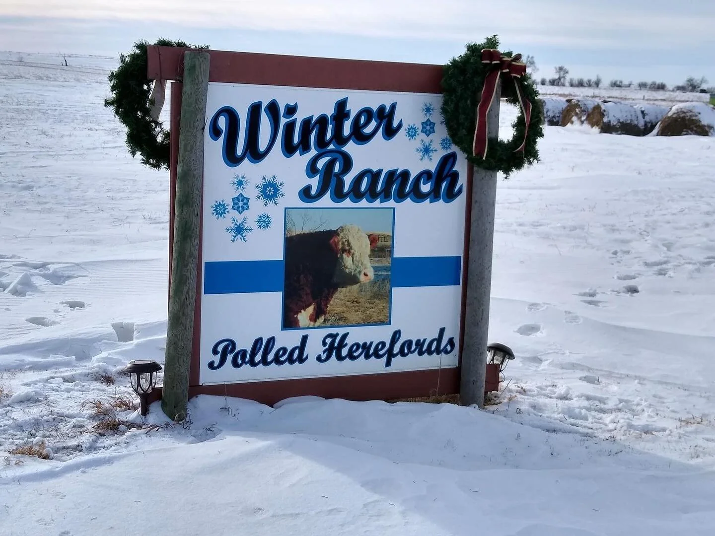 Bred Baldy Heifers — Topp Herefords