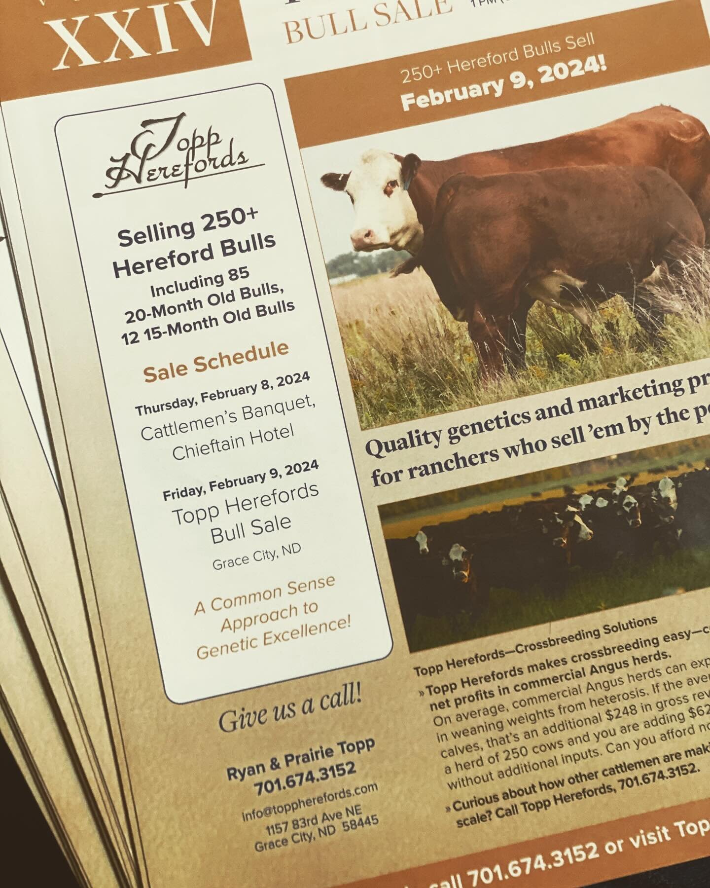 2024 Bull Sale — Topp Herefords