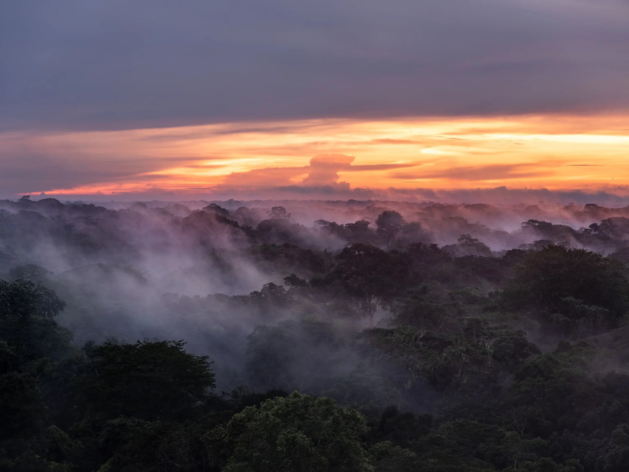 Congo Basin Carbon Research: A Critical Front in the Climate Crisis ...