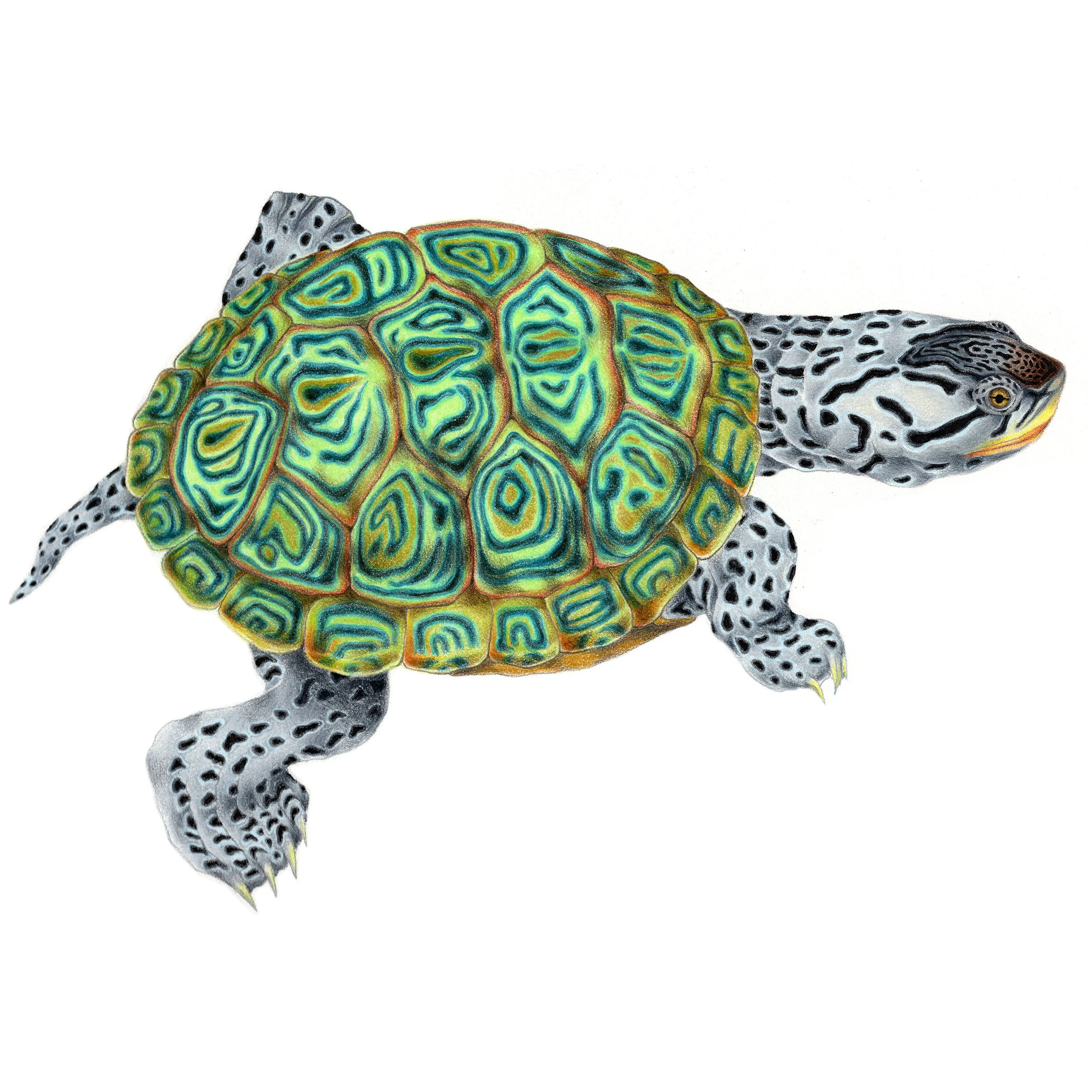 Art — Emily J. Chin