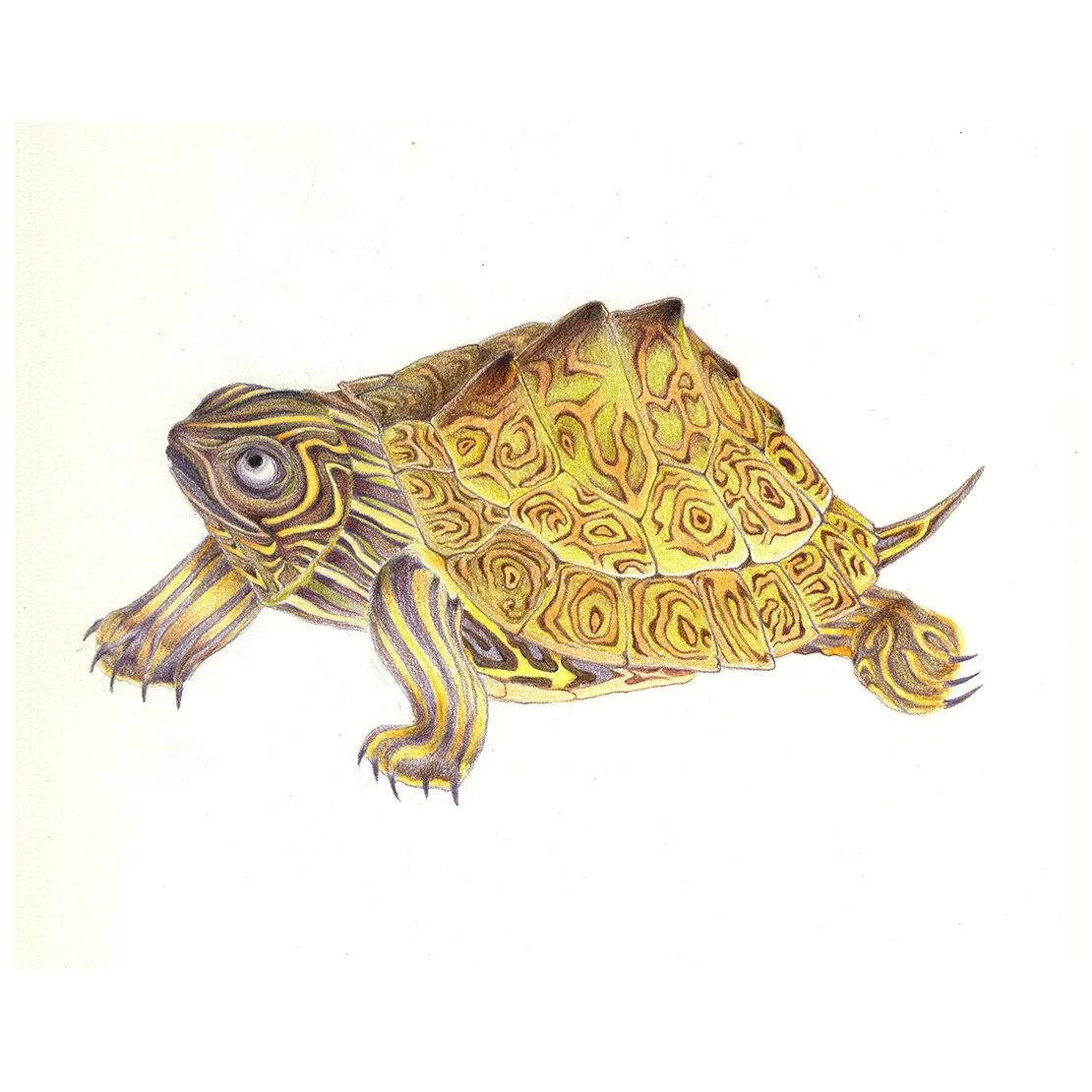 Art — Emily J. Chin