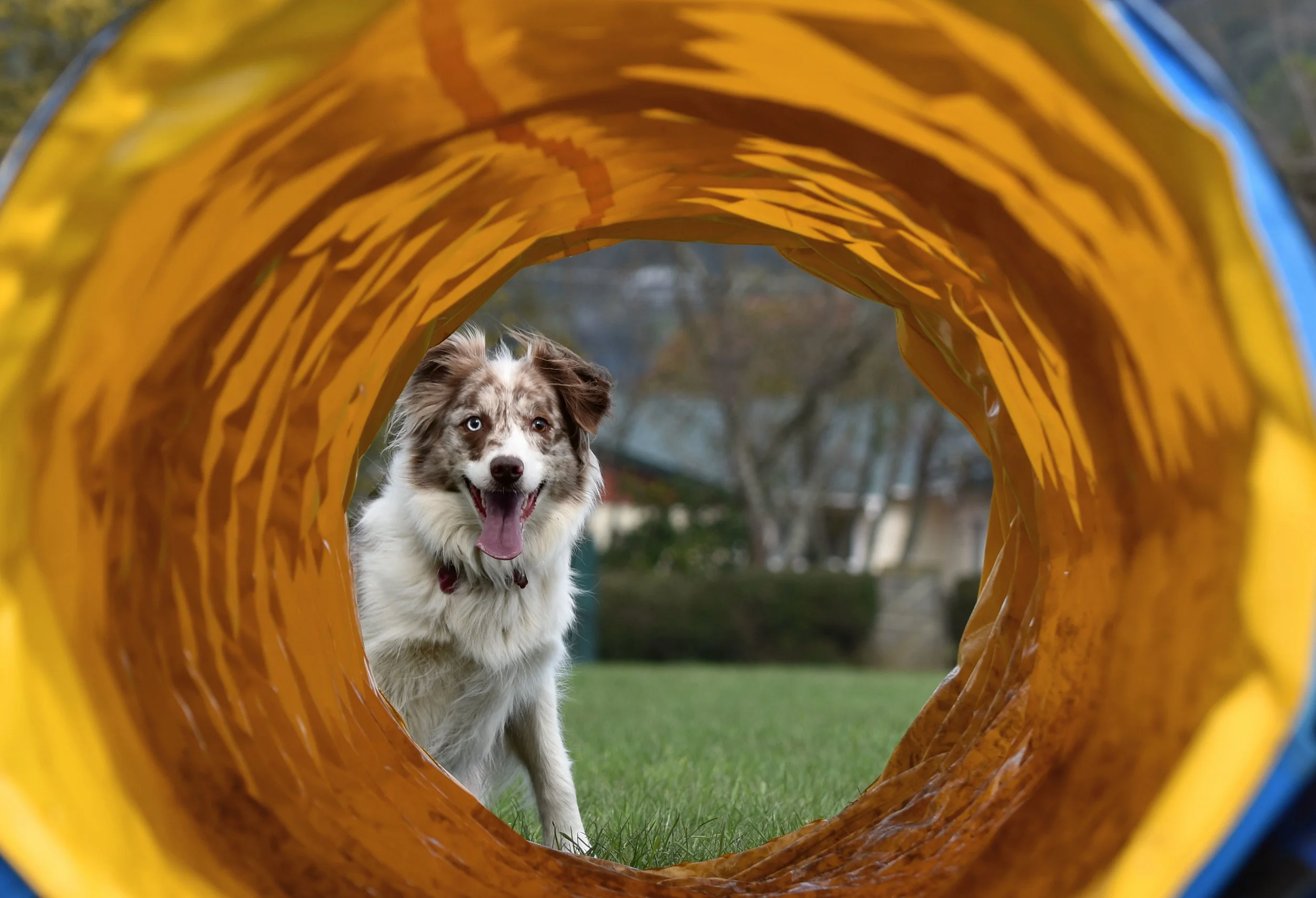 Go Home — NELSON DOG TRAINING CLUB