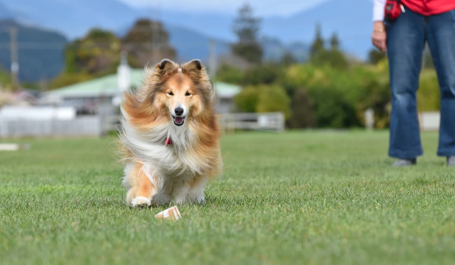 NELSON DOG TRAINING CLUB