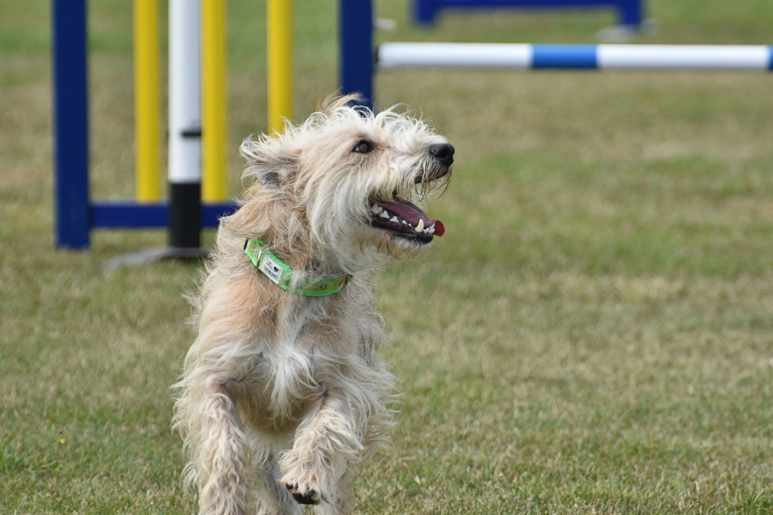 Upcoming Events NELSON DOG TRAINING CLUB Upcoming Events NELSON DOG TRAINING CLUB