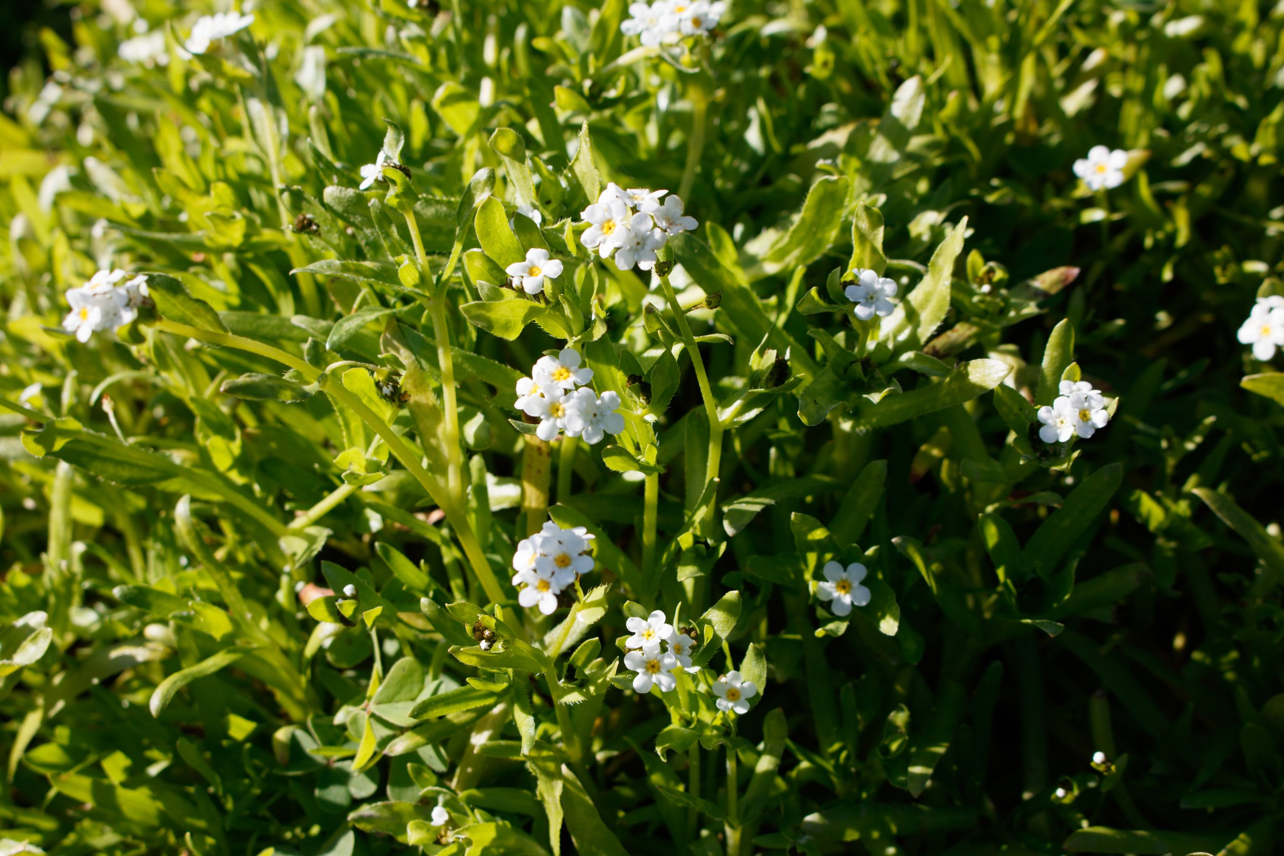 NL'SP'24 VAL ARTICLE — Amah Mutsun Land Trust