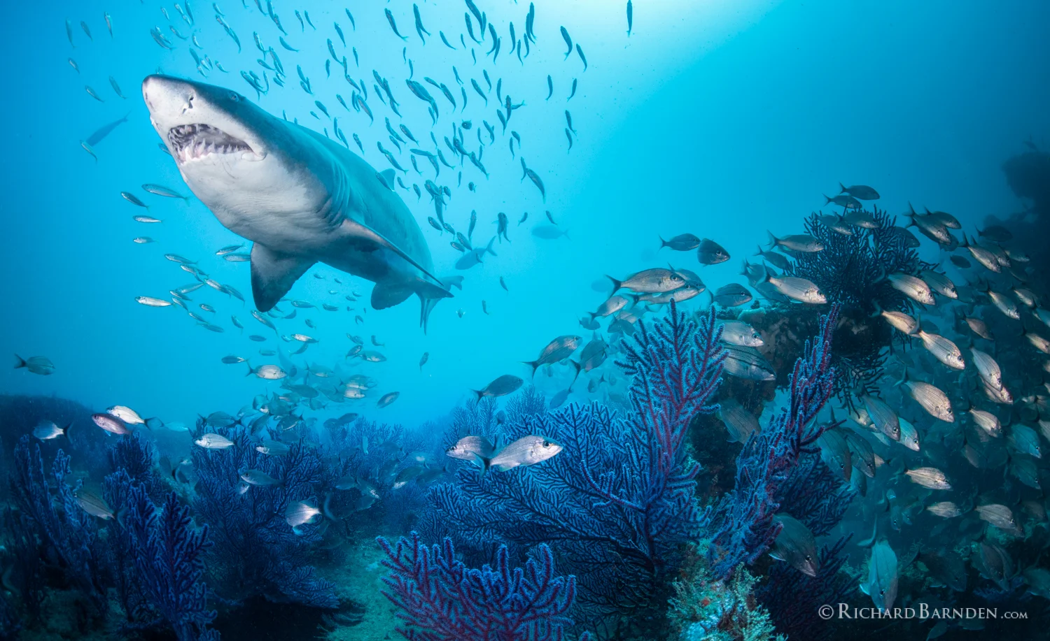 NORTH CAROLINA - SHARKS & WRECKS EXPEDITIONS — UNIQUE OCEAN EXPEDITIONS
