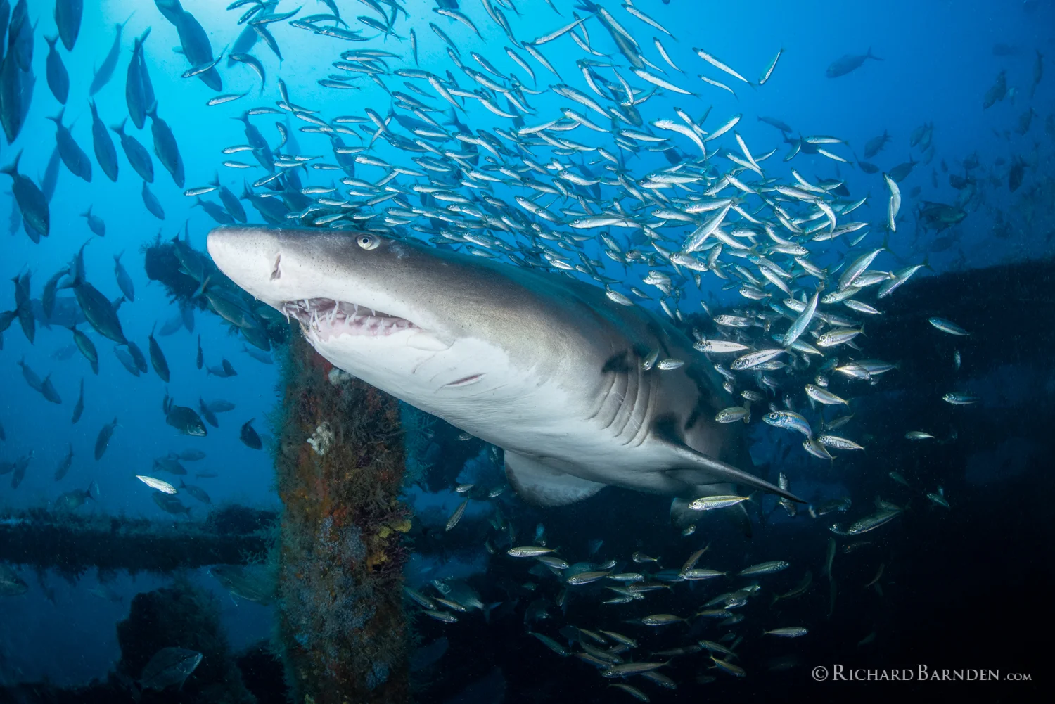 NORTH CAROLINA - SHARKS & WRECKS EXPEDITIONS — UNIQUE OCEAN EXPEDITIONS
