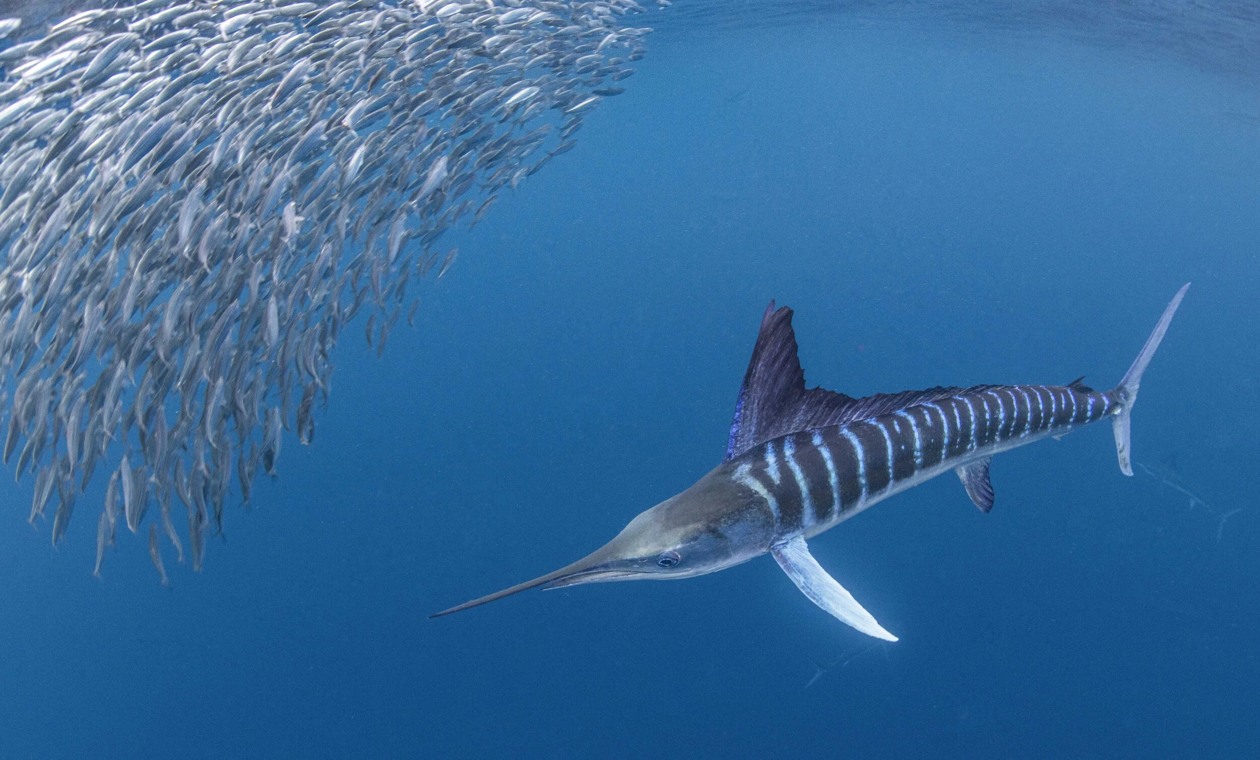 MEXICO - BAJA EXPEDITION / LA PAZ & MAGBAY — UNIQUE OCEAN EXPEDITIONS