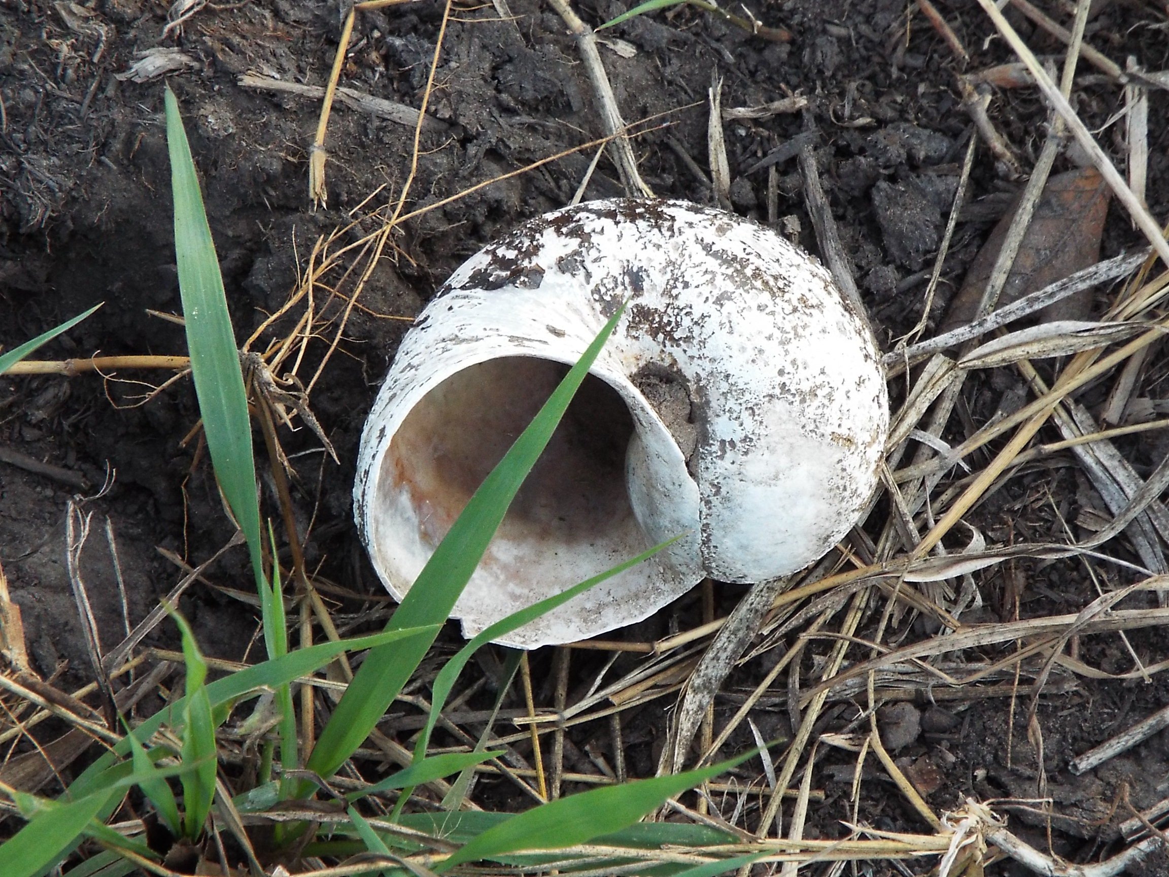 threshold of our fragile body — Darcy Copeland