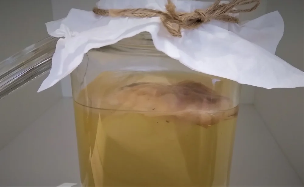 Making Your Own Kombucha: An English Student’s Journey into ...
