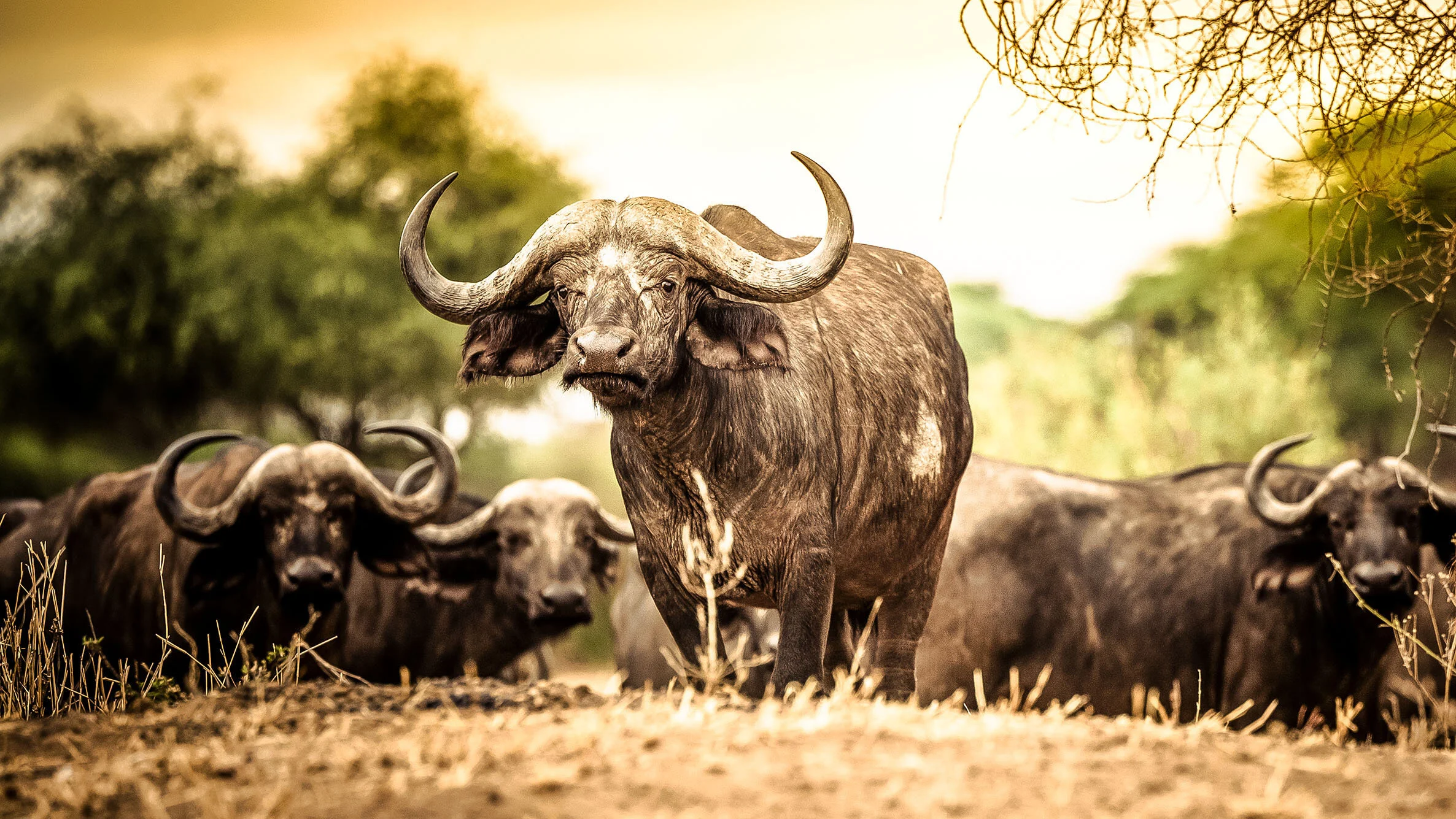 ‘The Big Five’: an in-depth look at the ultimate safari checklist with ...