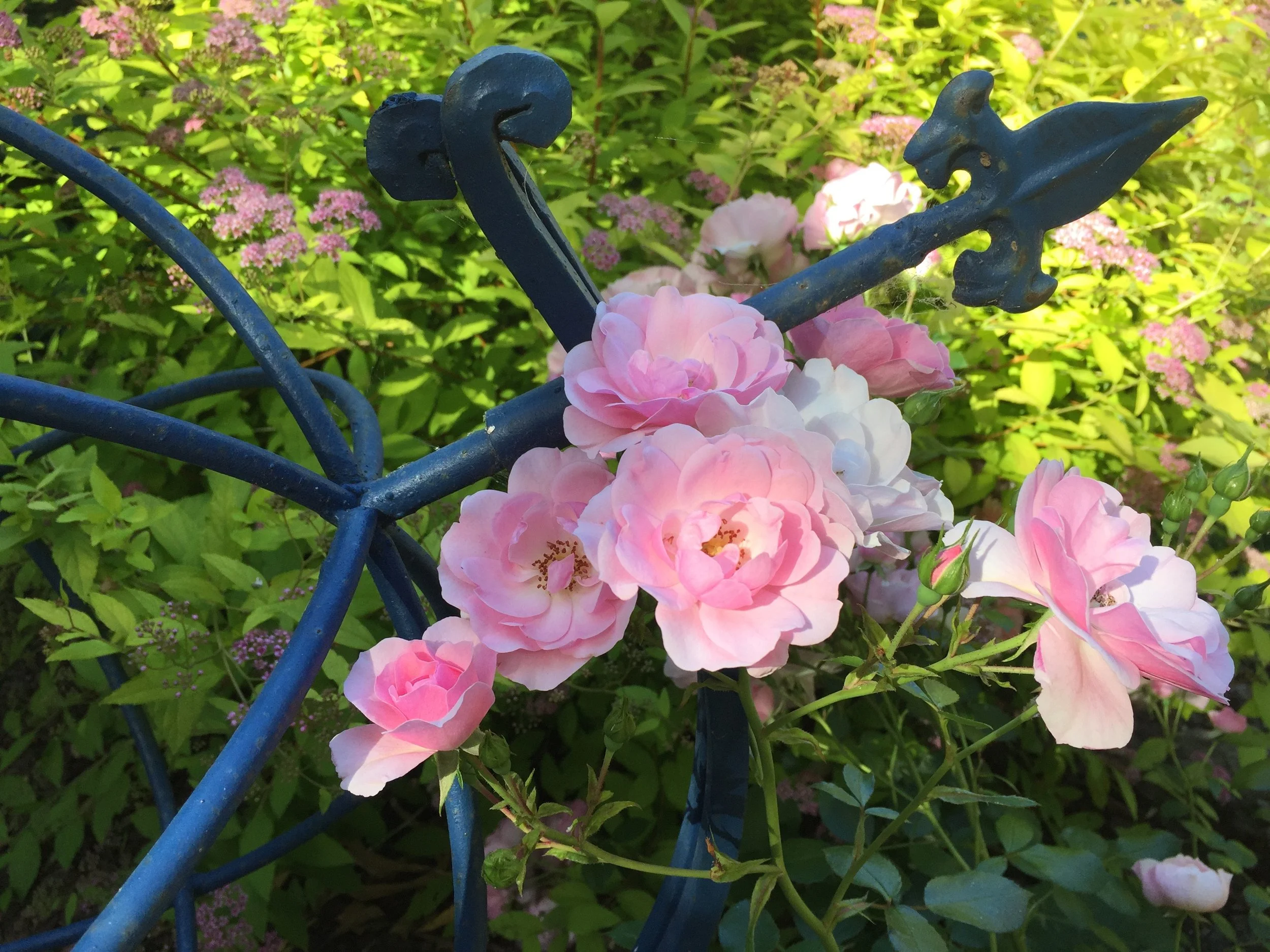 Resources — San Mateo County Rose Society