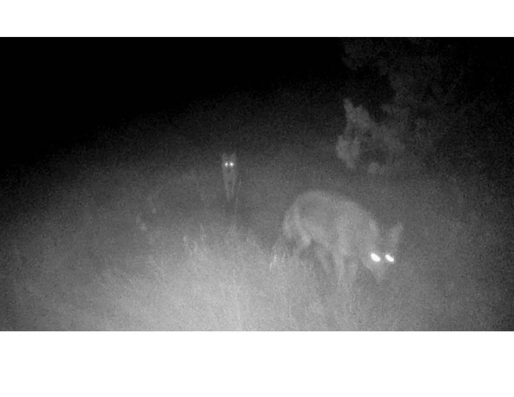 The Wild Night - a photozine — Natalie Behring Photography