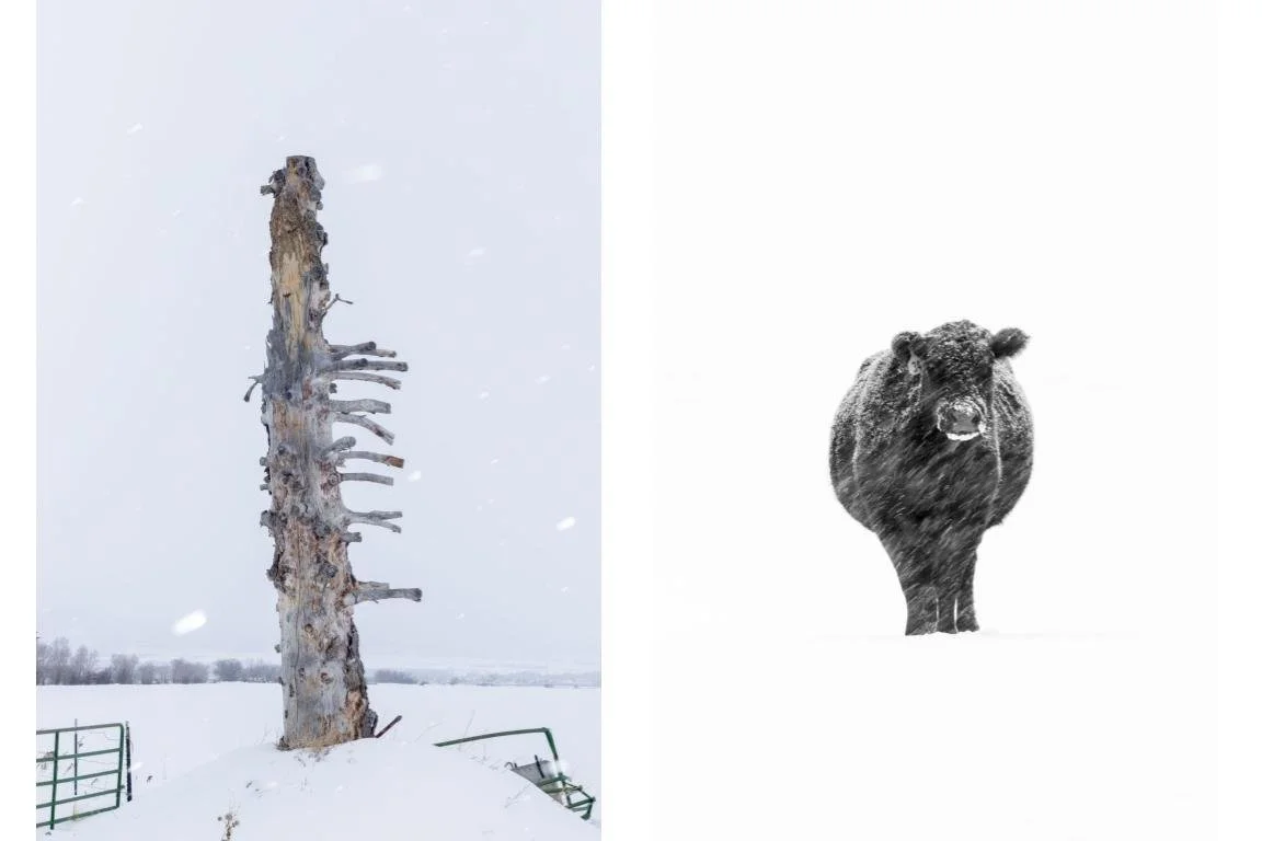 Natalie Behring Photography