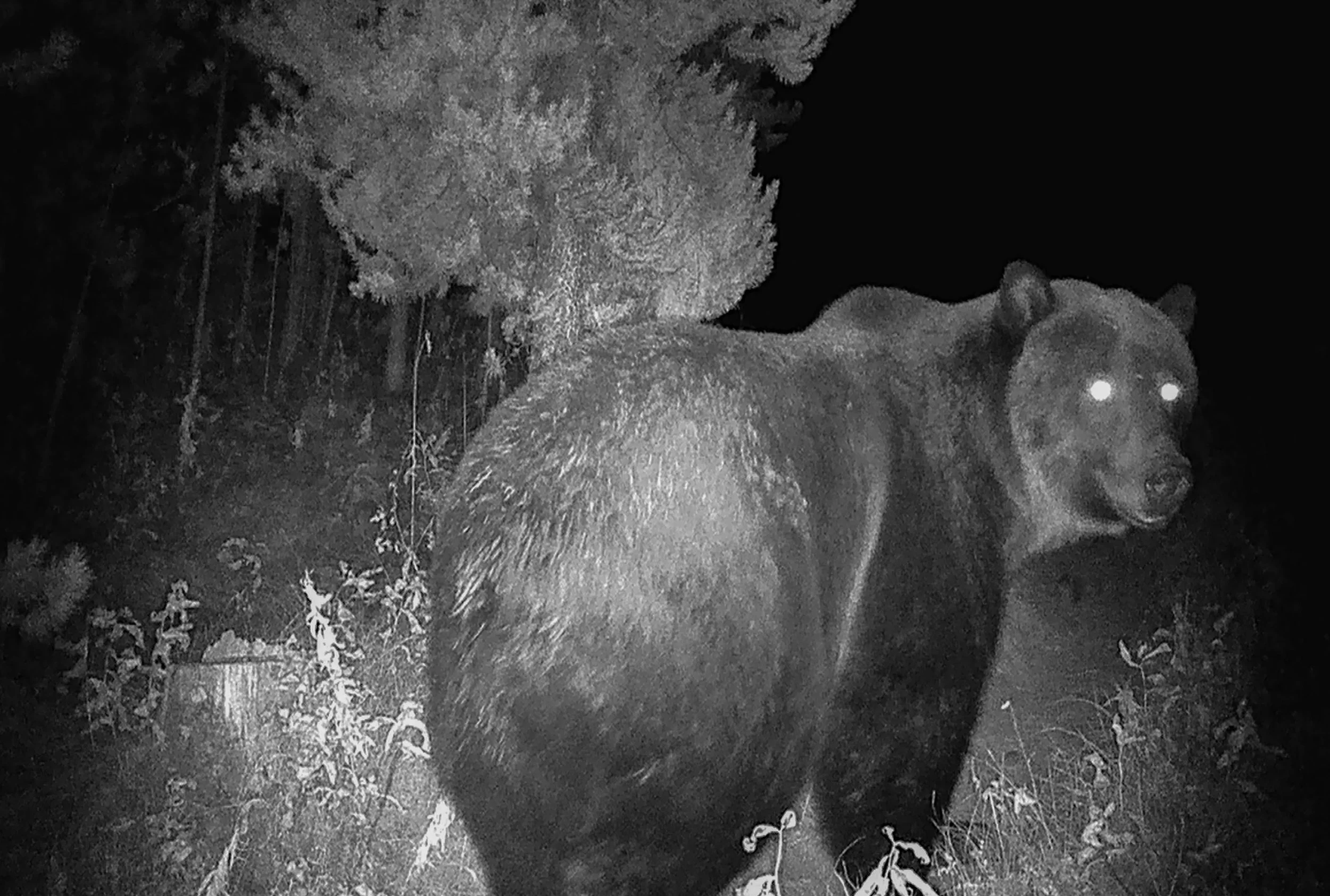 The Wild Night — Natalie Behring Photography