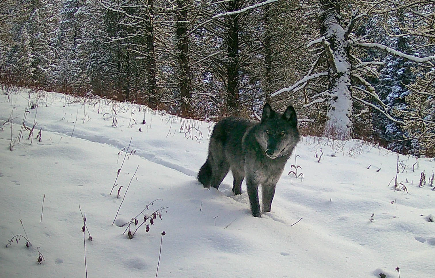 The Wild Night — Natalie Behring Photography