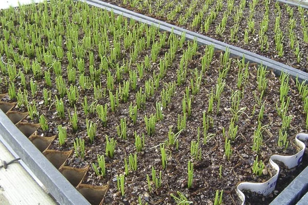 Small Farm Works - Paper Chain Pots, Transplanters & Systems