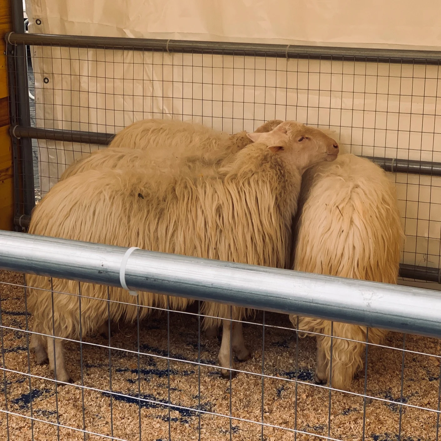 Animals blessed at Vatican — TravelAngel