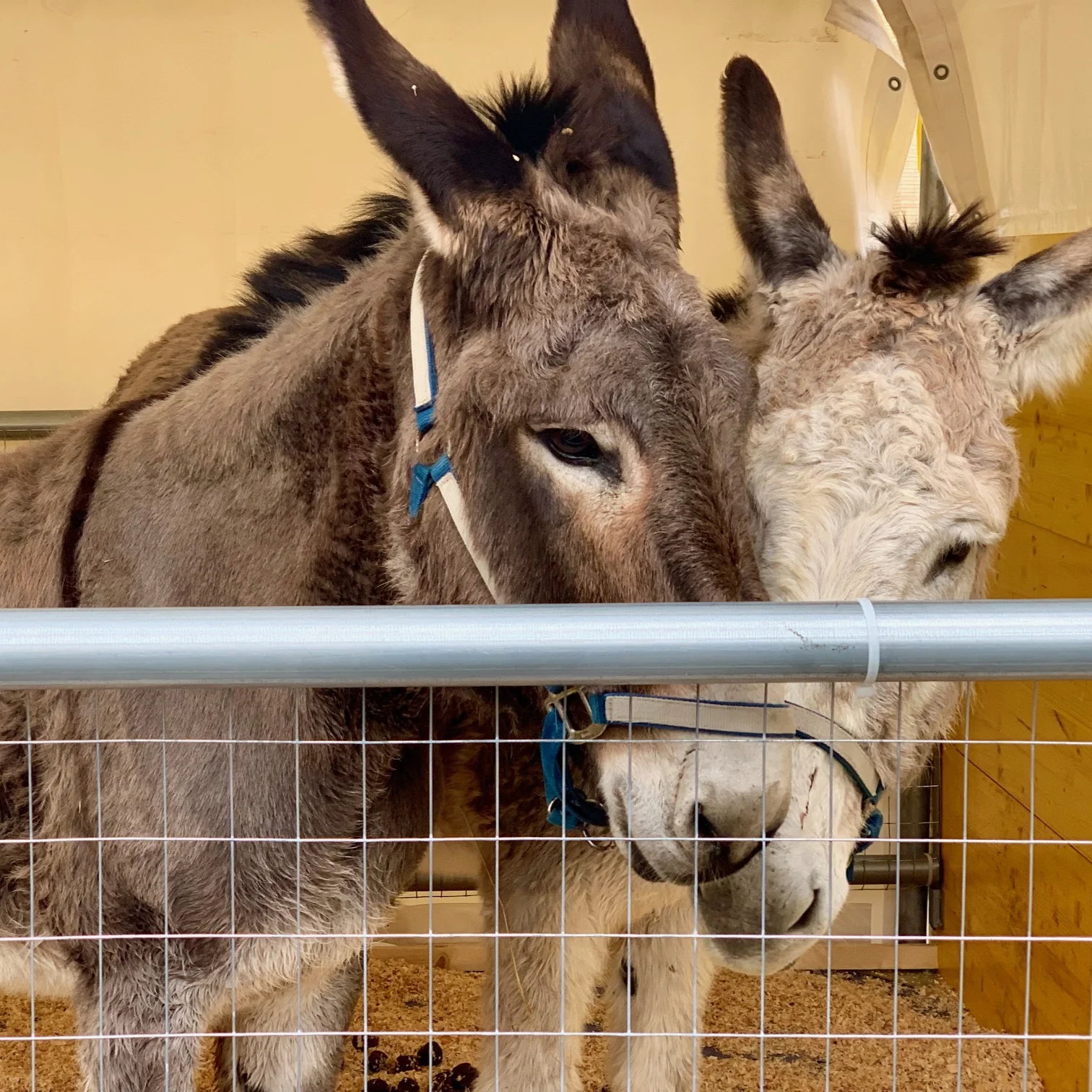 Animals blessed at Vatican — TravelAngel