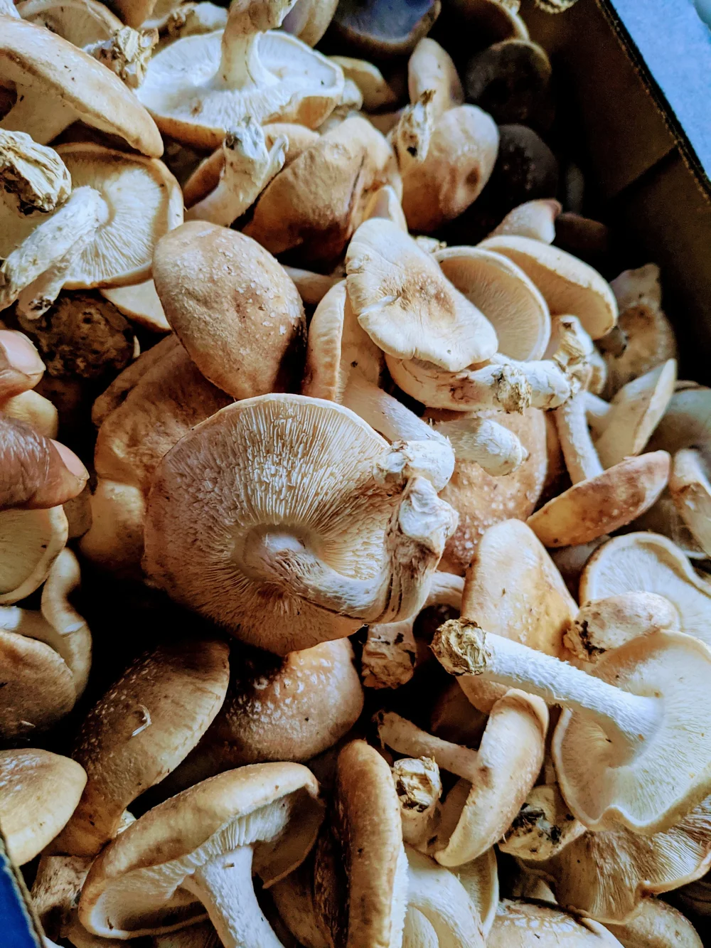 Wild Shiitake Mushrooms