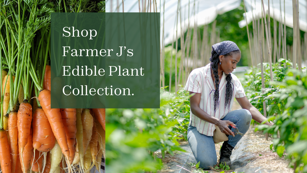 Design — Patchwork City Farms