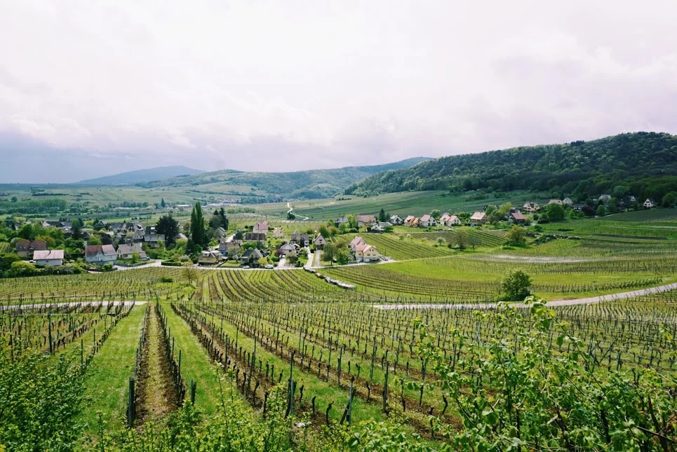 A Guide to the Alsace Wine Route of France — THE SUNDAY SPRITZ