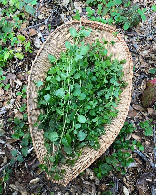 Ohlone Gastronomy — mak-'amham/Cafe Ohlone