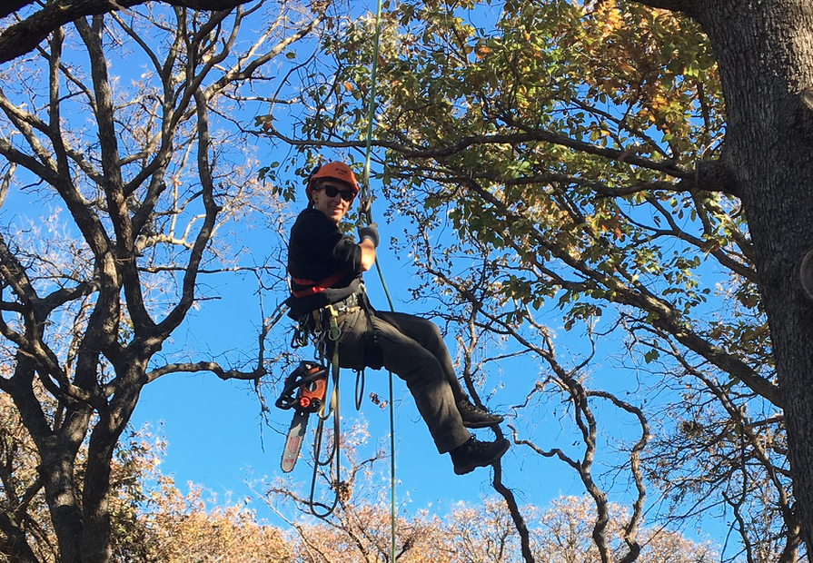 My Tree Guy - Tree Trimming and Removal Oklahoma City