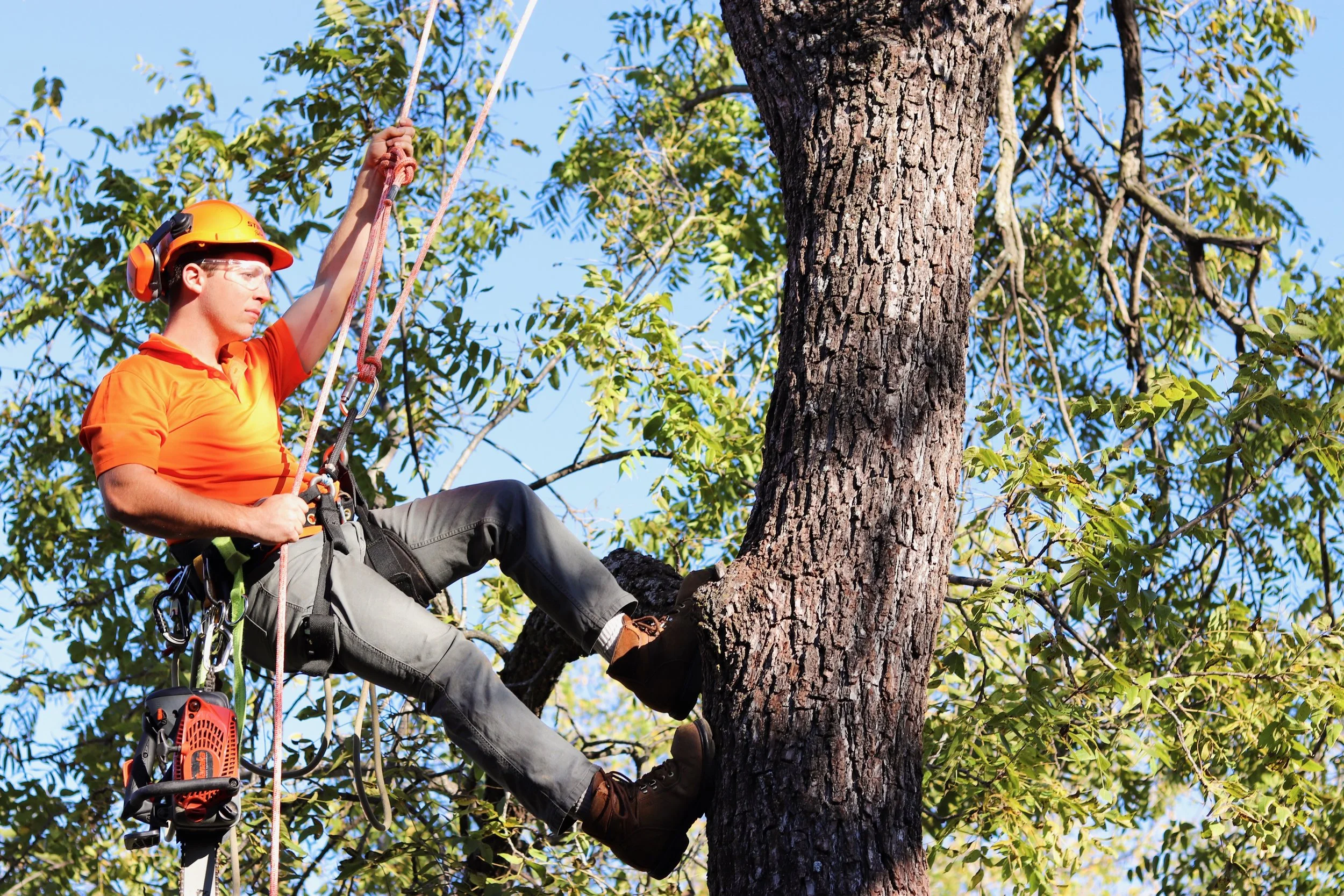 My Tree Guy home - Tree Trimming and Removal Oklahoma City