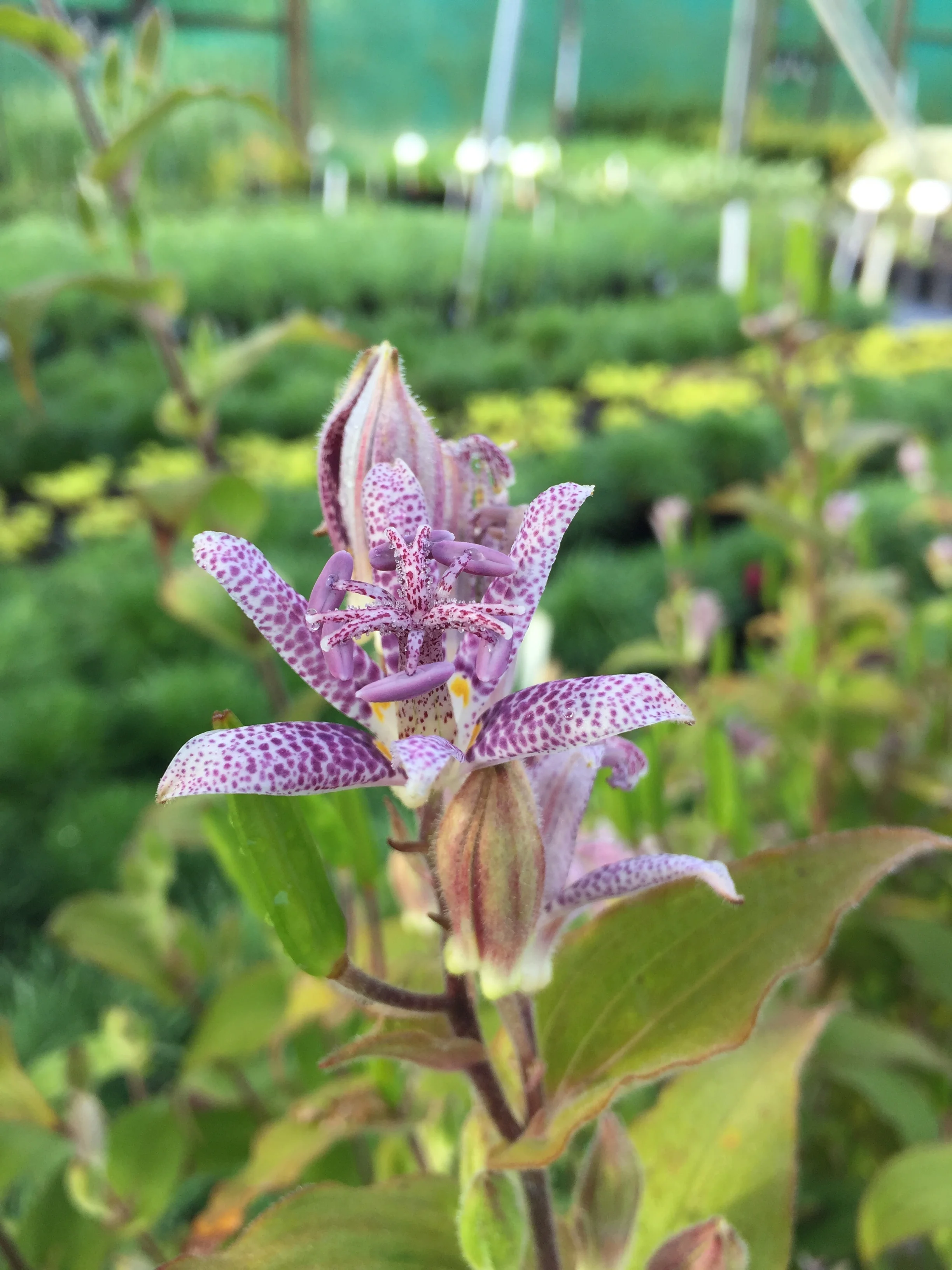 Chichester Trees and Shrubs Ltd.