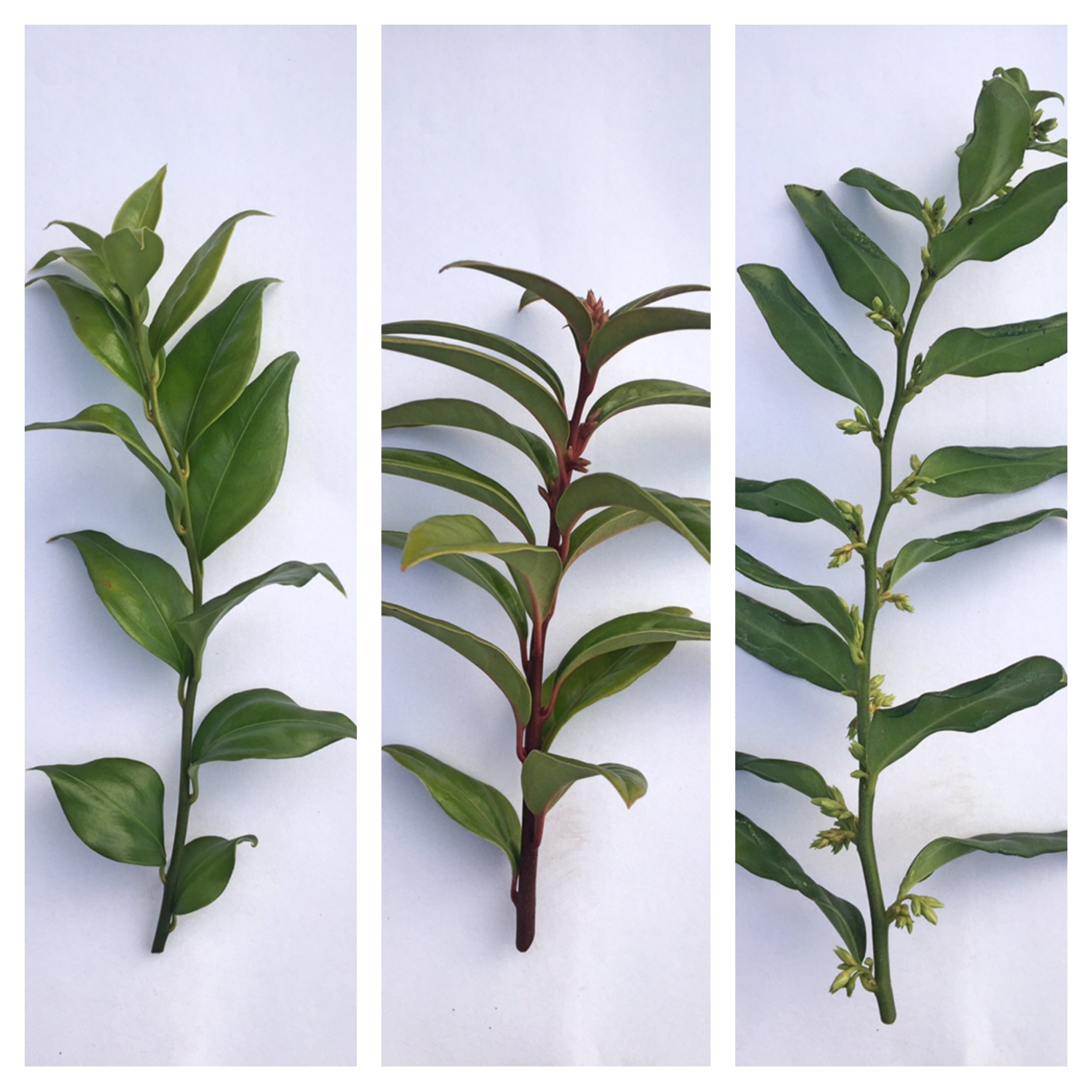 Chichester Trees and Shrubs Ltd.