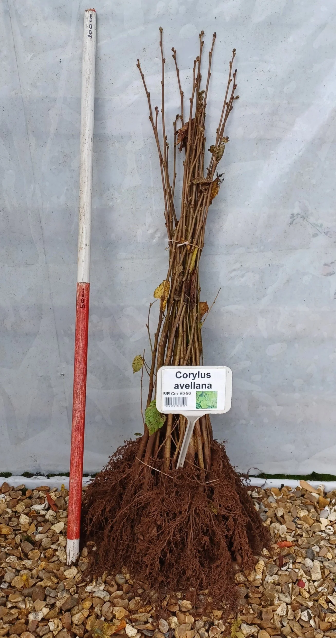 Chichester Trees and Shrubs Ltd.