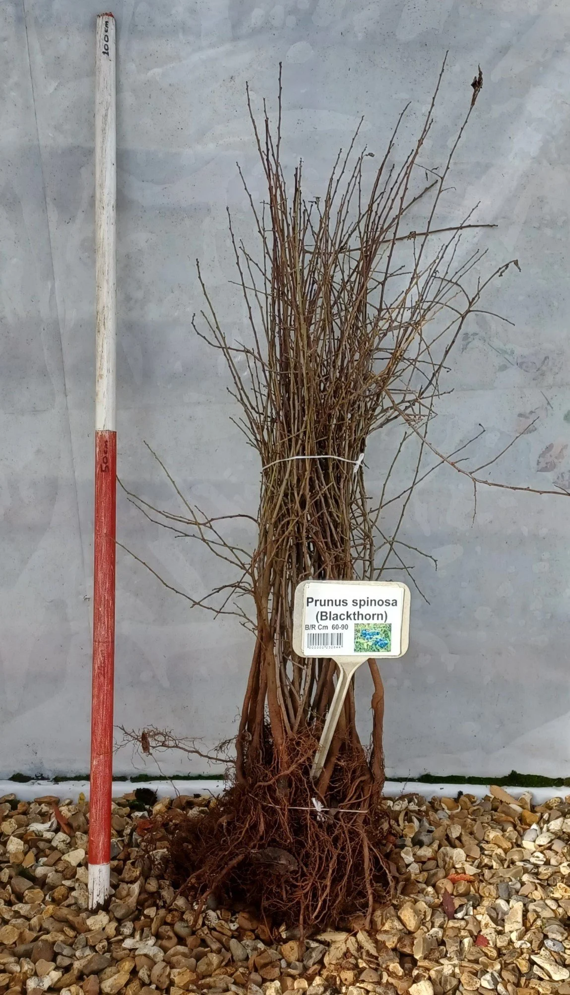 Chichester Trees and Shrubs Ltd.