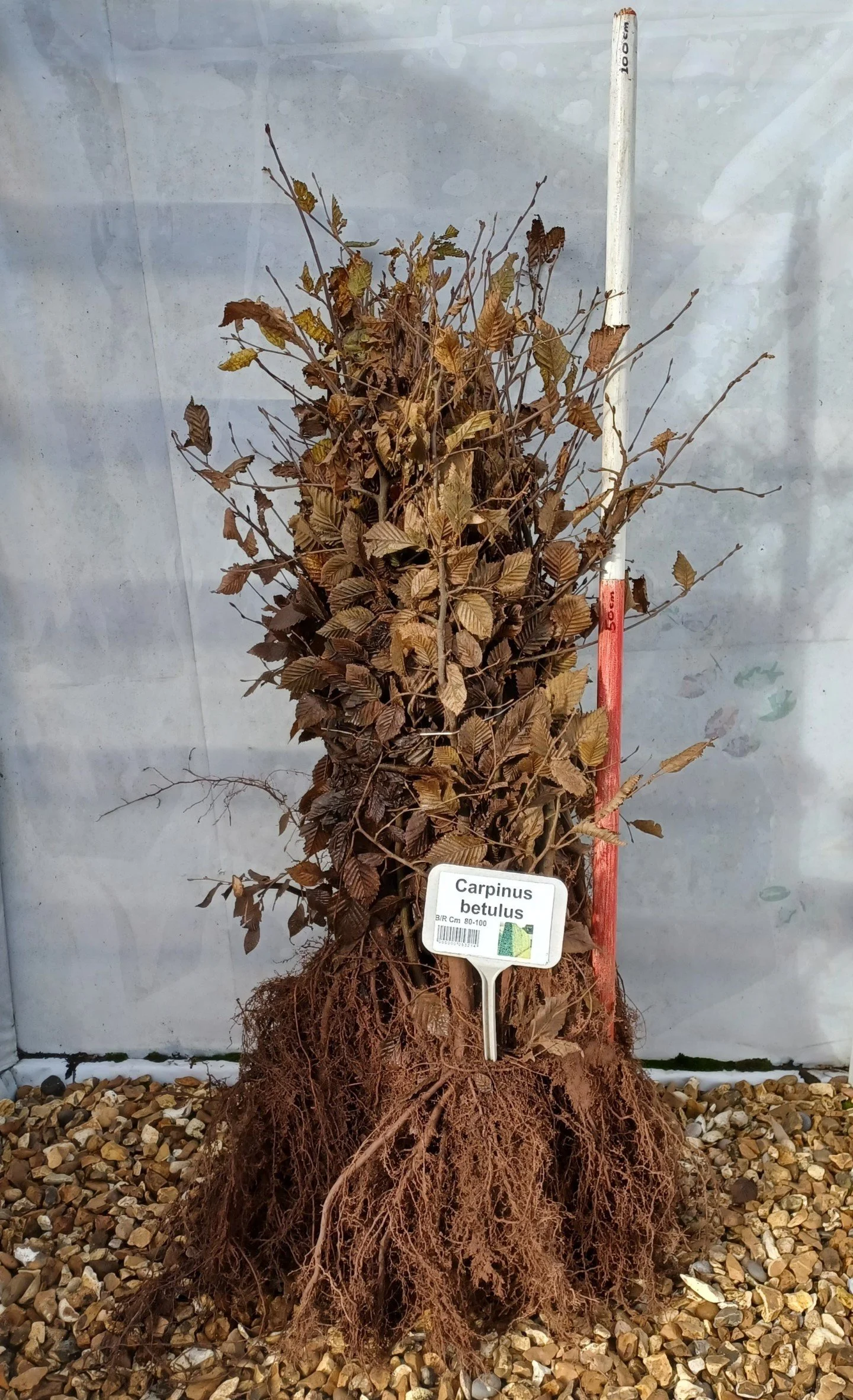 Chichester Trees and Shrubs Ltd.