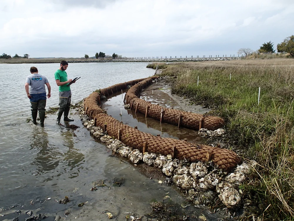 Delaware Living Shorelines