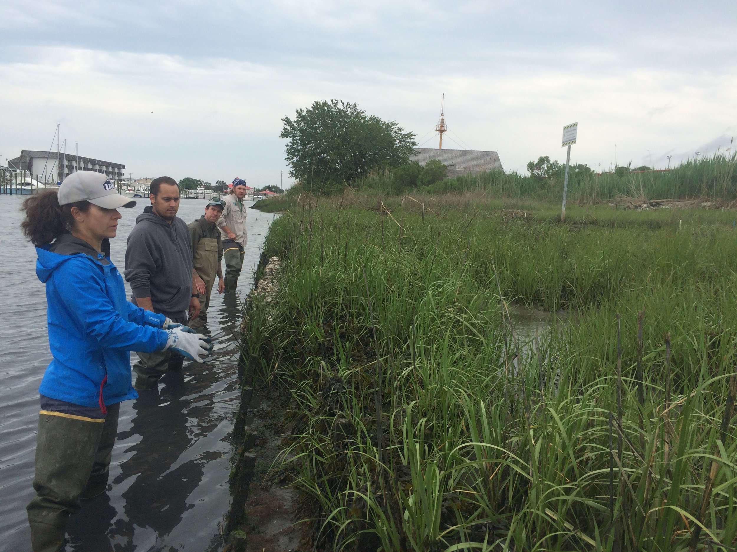 Delaware Living Shorelines
