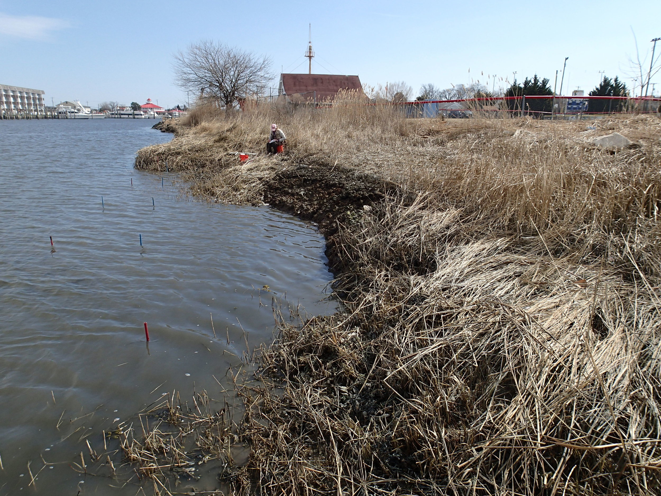 Delaware Living Shorelines