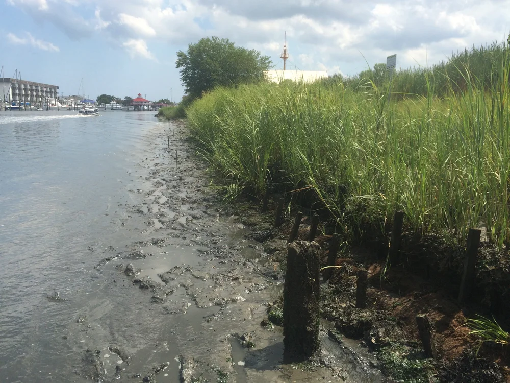 Delaware Living Shorelines